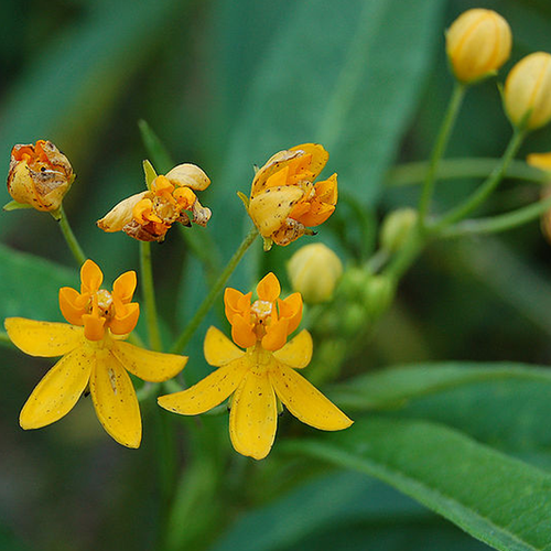 Silky Gold Tropical Milkweed | Plant Addicts