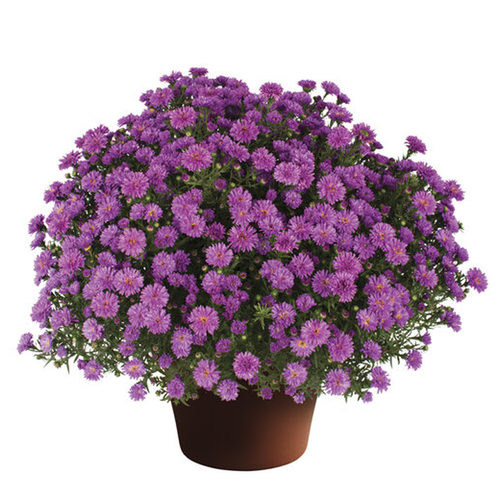 Henry I Pink Aster | Plant Addicts