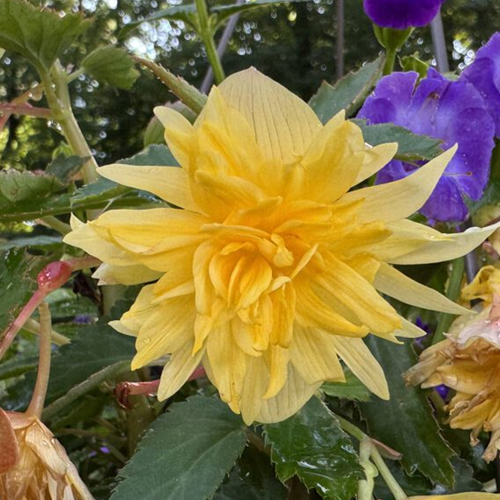 Belleconia Mango Tuberous Begonia | Plant Addicts