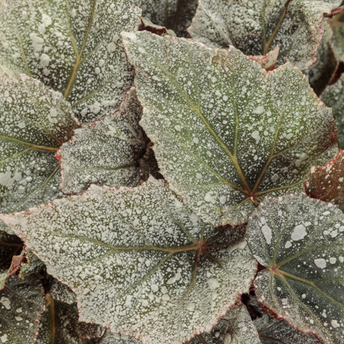 Space Age Triton Rex Begonia | Plant Addicts