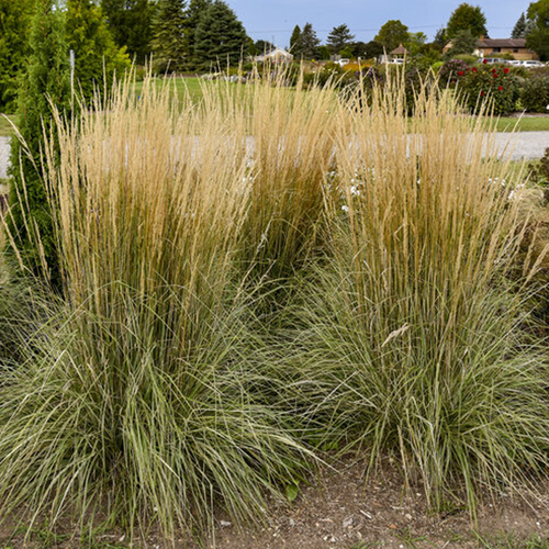 Hello Spring! Feather Reed Grass | Plant Addicts