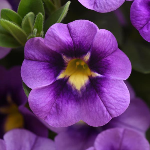 Bumble Bee Blue Calibrachoa | Plant Addicts
