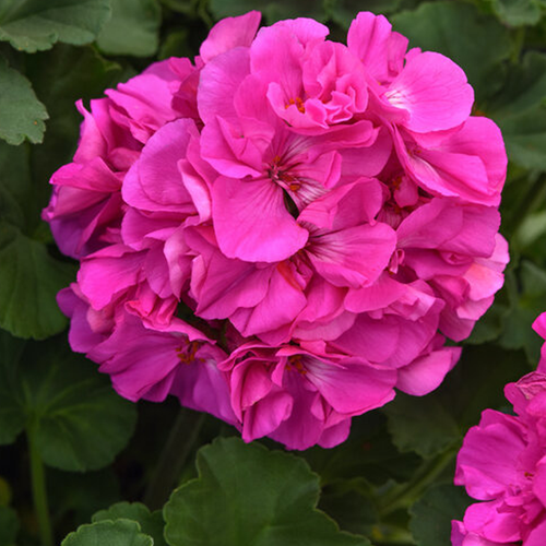 Solera Lavender Geranium | Plant Addicts