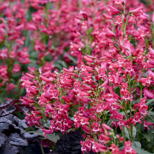 Bejeweled Rose Rhinestones Bearded Penstemon | Plant Addicts