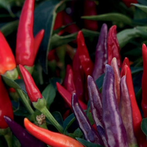 Sangria Ornamental Pepper | Plant Addicts