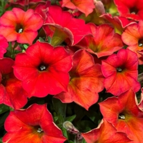 SuperCal® Premium Red Maple Petchoa | Plant Addicts