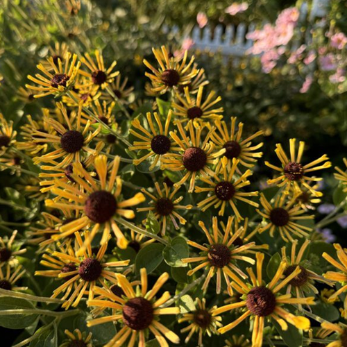 Little Henry Black-Eyed Susan | Plant Addicts