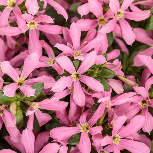 Stardiva® Pink Fan Flower | Plant Addicts