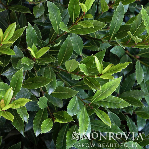 Little Ragu® Sweet Bay | Plant Addicts