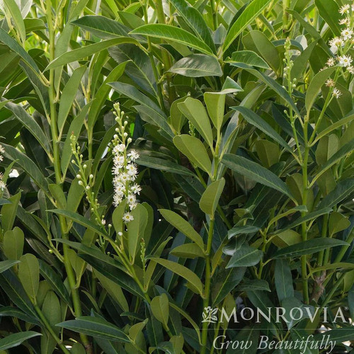 Skip Cherry Laurel | Plant Addicts