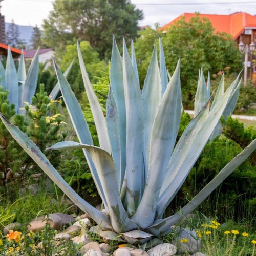 Agave Americana | Plant Addicts