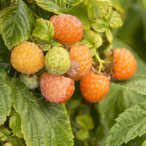 Fall Gold Raspberry | Plant Addicts