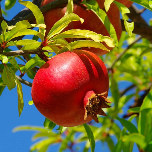 Wonderful Pomegranate Tree | Plant Addicts