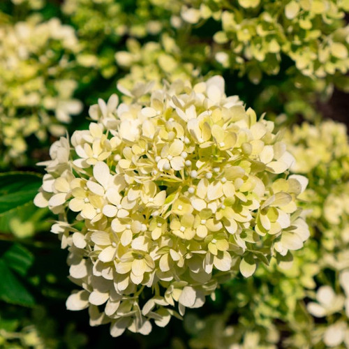 Bubble Bath™ Hardy Hydrangea | Plant Addicts