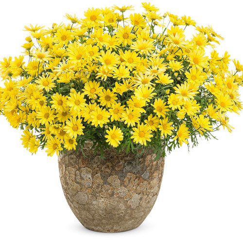 Golden Butterfly® Marguerite Daisy | Plant Addicts