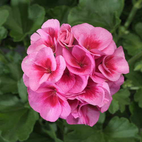 Americana® Rosa Mega Splash Zonal Geranium | Plant Addicts
