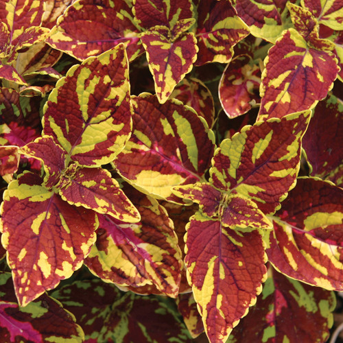 Splish Splash® Coleus | Plant Addicts