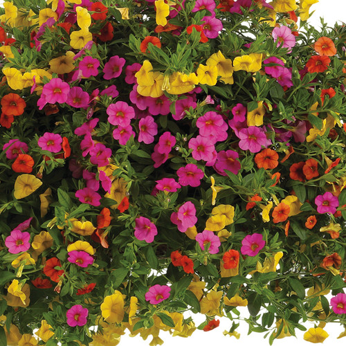Candyland Combination Annuals | Plant Addicts