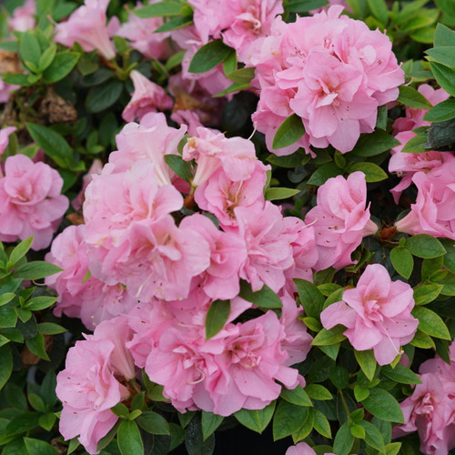 Perfecto Mundo® Double Pink Azalea | Plant Addicts