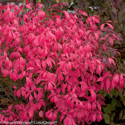 Unforgettable Fire® Burning Bush | Plant Addicts