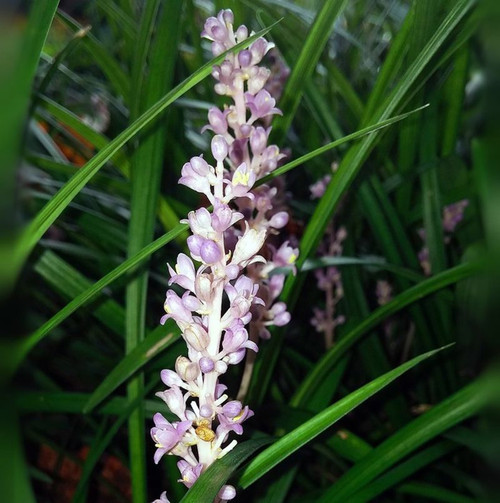 Aztec Grass | PlantAddicts.com