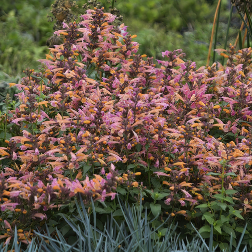 Mango Tango Anise Hyssop | Plant Addicts