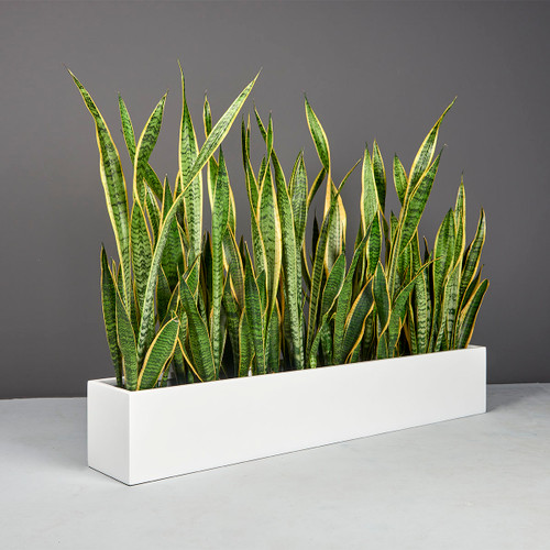 Wheeling Narrow Rectangular Planters - Jay Scotts | Plant Addicts