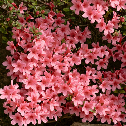 Autumn Coral Encore Azalea | PlantAddicts.com