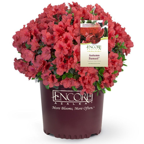 Autumn Sunset Encore Azalea | PlantAddicts.com