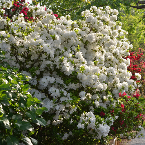 Autumn Angel Encore Azalea | PlantAddicts.com