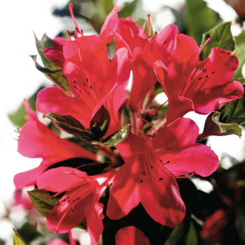 Autumn Ruby Encore Azalea | PlantAddicts.com