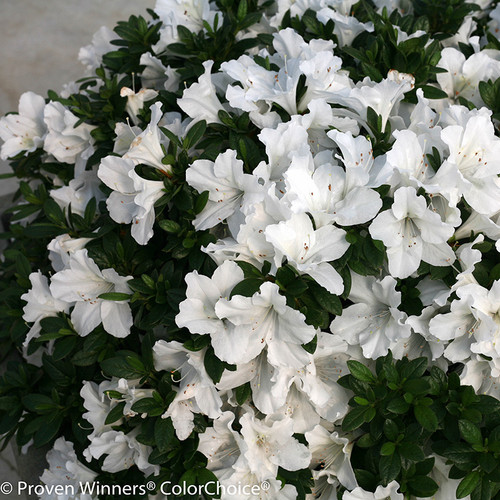 Bloom-A-Thon® White Azalea | Plant Addicts
