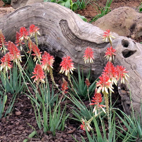 Safari Sunrise Aloe | PlantAddicts.com