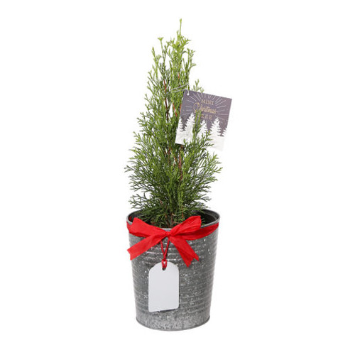 Living Christmas Tree - Emerald Green Arborvitae | PlantAddicts.com