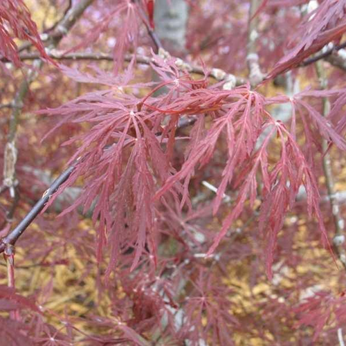 Red Dragon Weeping Japanese Maple | Plant Addicts