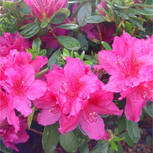 Girard's Crimson Azalea | Plant Addicts