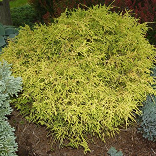 Gold Thread Cypress | Plant Addicts