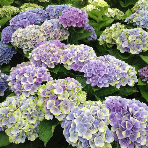 Everlasting® Amethyst Hydrangea | Plant Addicts