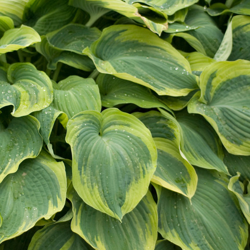 Earth Angel Hosta | Plant Addicts