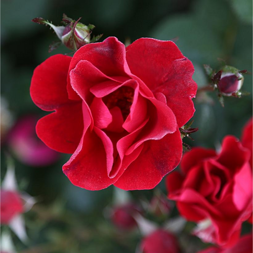 Miracle on the Hudson™ Rose | Plant Addicts