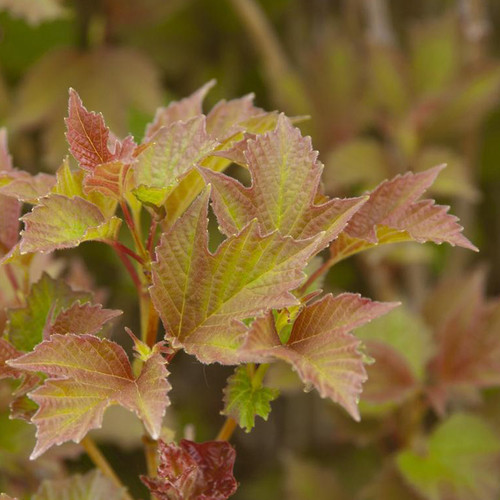 Bailey Compact American Cranberrybush | Plant Addicts