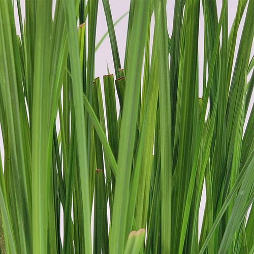 Tussock Sedge Grass | Plant Addicts