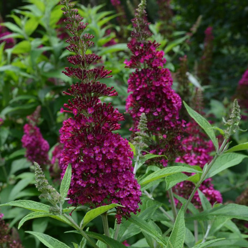 Funky Fuchsia™ Butterfly Bush | Plant Addicts