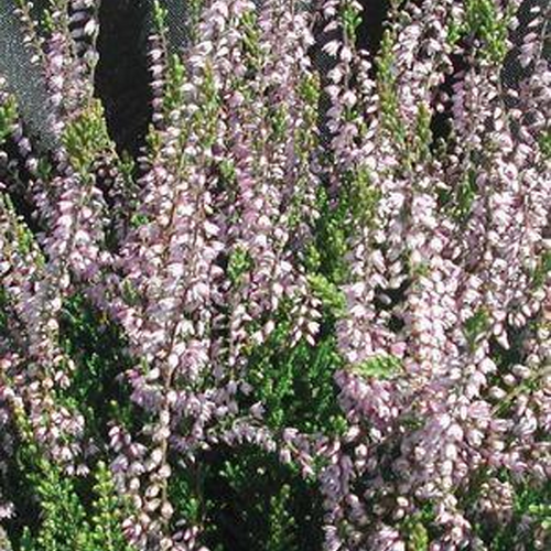 Spring Torch Scotch Heather | Plant Addicts