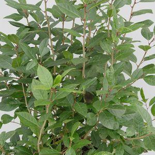 Apollo Winterberry | Plant Addicts