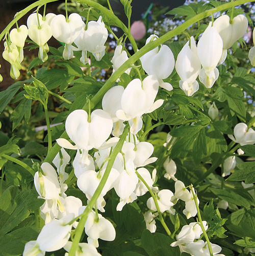 White Bleeding Heart | Plant Addicts