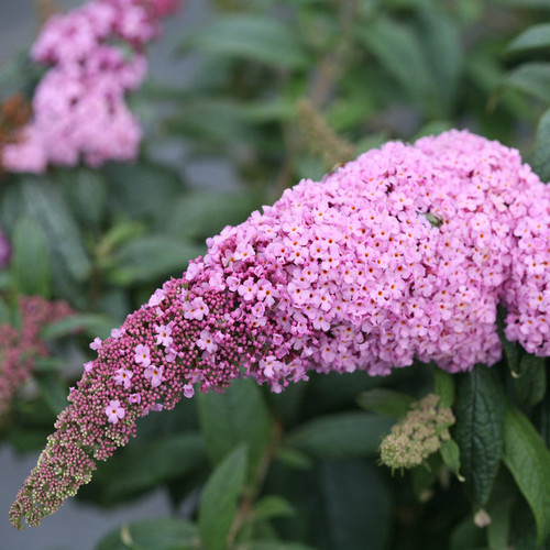 Pugster Pink® Butterfly Bush | Plant Addicts