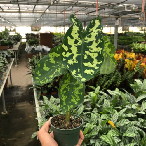 Hilo Beauty Alocasia | Plant Addicts