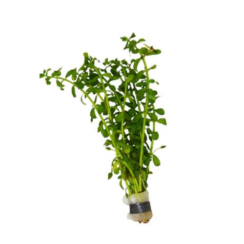 Bacopa Monnieri | Plant Addicts