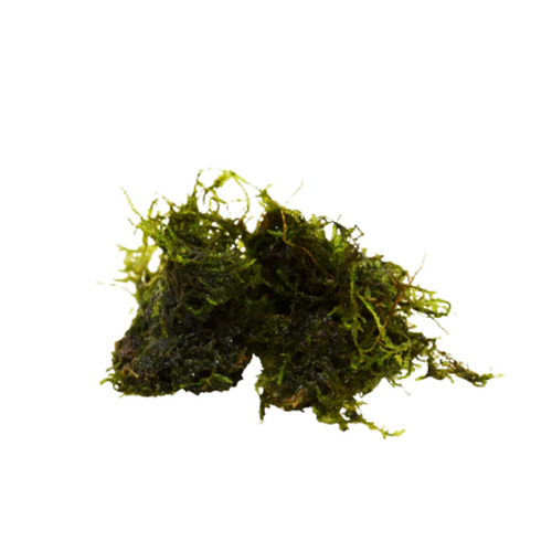 Java Moss | Plant Addicts